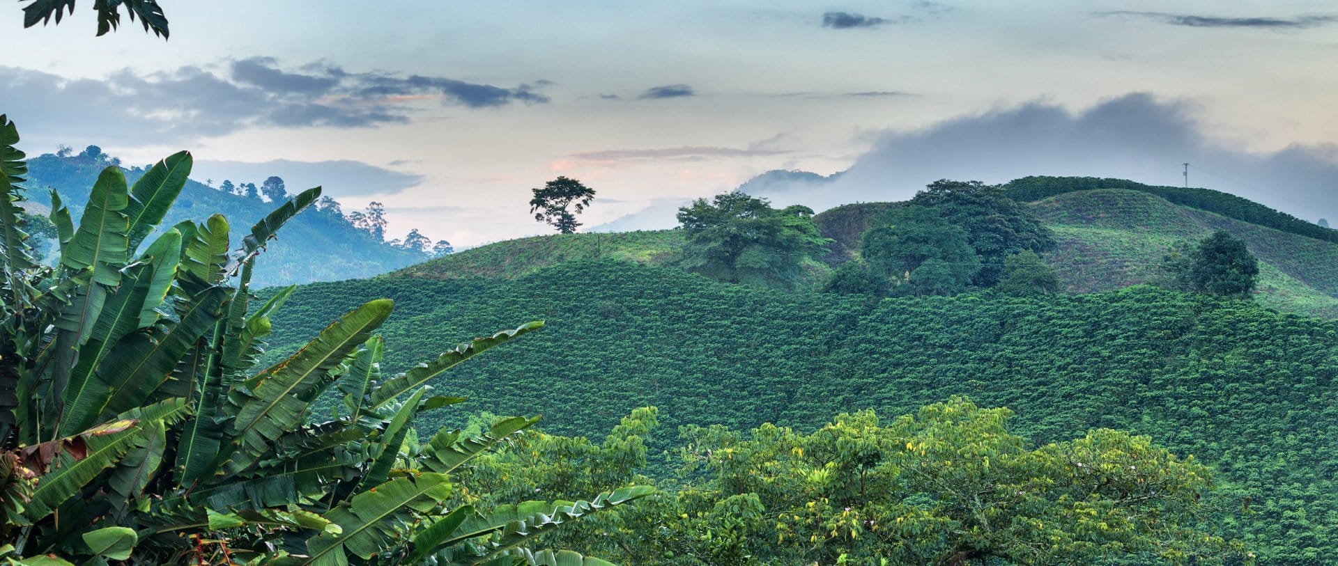 Kultura kave - HARDDY d.o.o. generalni zastupnik za Manuel Caffe
